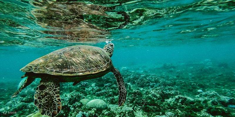 4 IN 1 -Turtle Beach, Yala Safari, Stilt Fishermen and Galle Fort ...