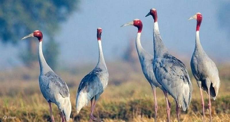 A Day Tour of Bharatpur Bird Sanctuary from Agra - Klook