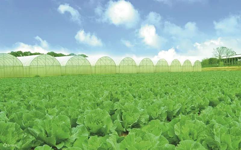 타오위안 | Formosa Plastics Yangmei Organic Ecological Farm | 농장 투어, 과일 및 ...