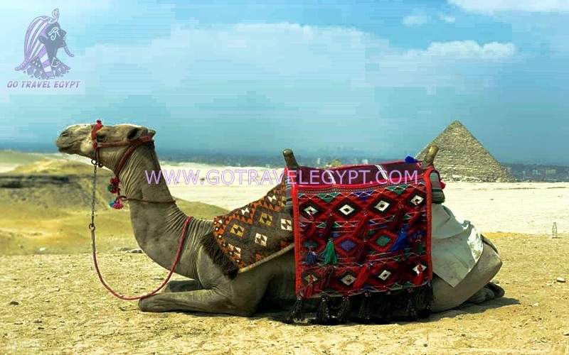 Pyramids and Sphinx private tour, entering to pyramid and camel ride ...