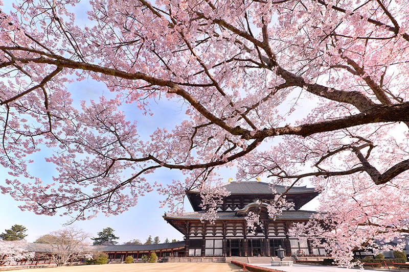 Excursion d'une journée à Kyoto Nara │ Temple Kiyomizu + Sanctuaire ...