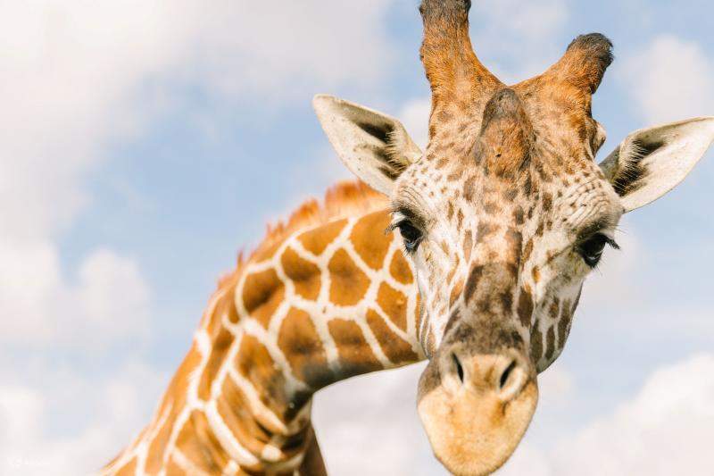 1 Hour Wild Florida Drive-Thru Safari Park Admission in Orlando - Klook