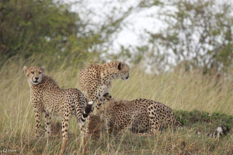 Explore Kenya's Top Parks on a 7-Day Budget Safari – Group Tour - Klook ...