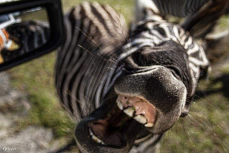 1 Hour Wild Florida Drive-Thru Safari Park Admission in Orlando - Klook ...