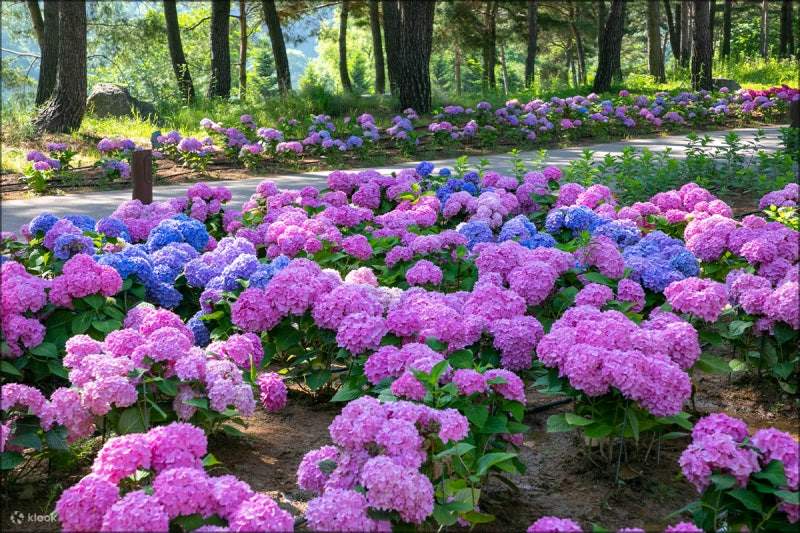 Begonia Garden-Petite&Italian Village-Jara Island Cherry Blossoms ...