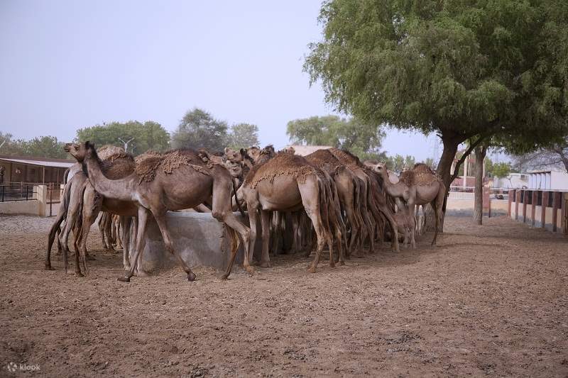 See Camel Centre, Rat Temple from Jodhpur & Bikaner Drop with Guide - Klook