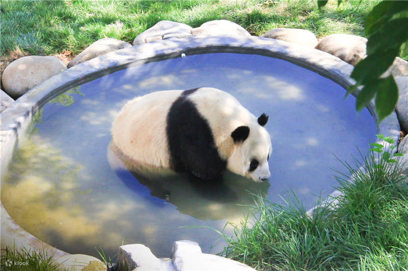 Private Giant Panda "Qizi" Day Tour in Xi'an (Chinese and English tour ...
