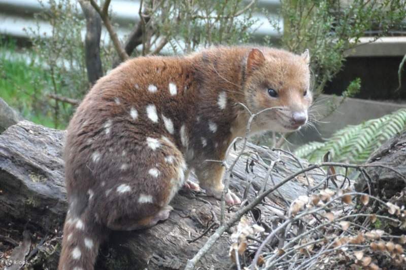 Day Keeper Tour and Entry to Wildlife Park - Klook
