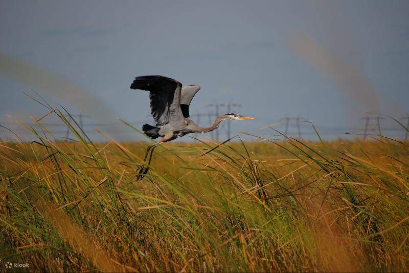 Sawgrass Recreation Park Boat Tour in Everglades - Klook