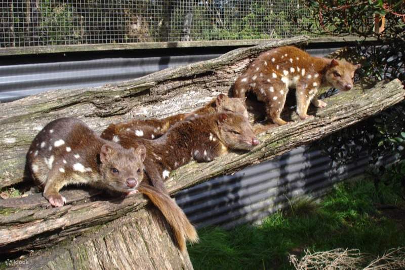 Day Keeper Tour and Entry to Wildlife Park - Klook Day Keeper Tour and Entry to Wildlife Park - Klook