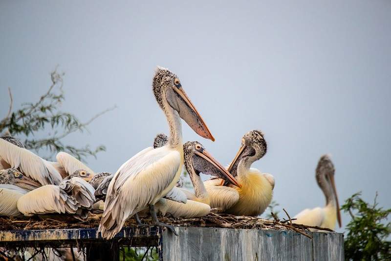 Same Day Trip of Bharatpur Bird Sanctuary from Jaipur - Klook