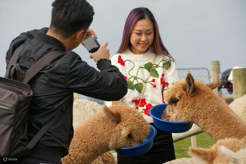 Akaroa Shamarra Alpaca Farm Tour - Klook Singapore