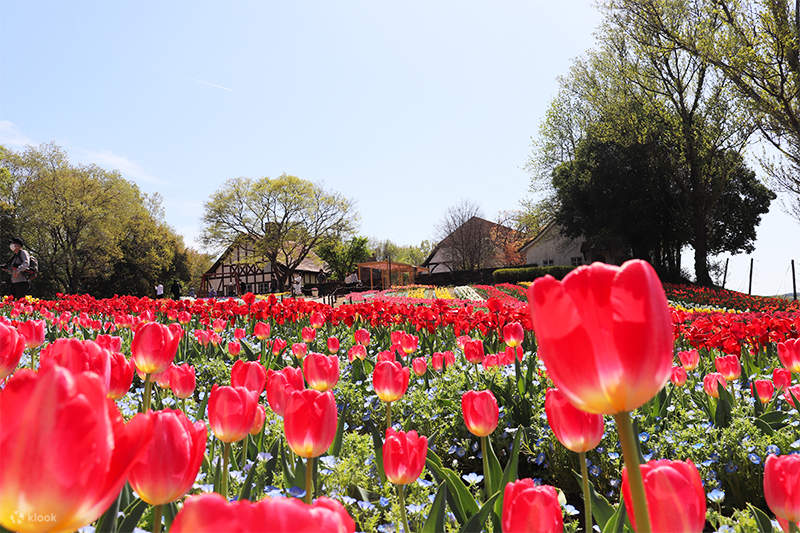 Sama seperti Italia! Kirakirasaka + Taman Hutan Okayama Hutan Jerman ...