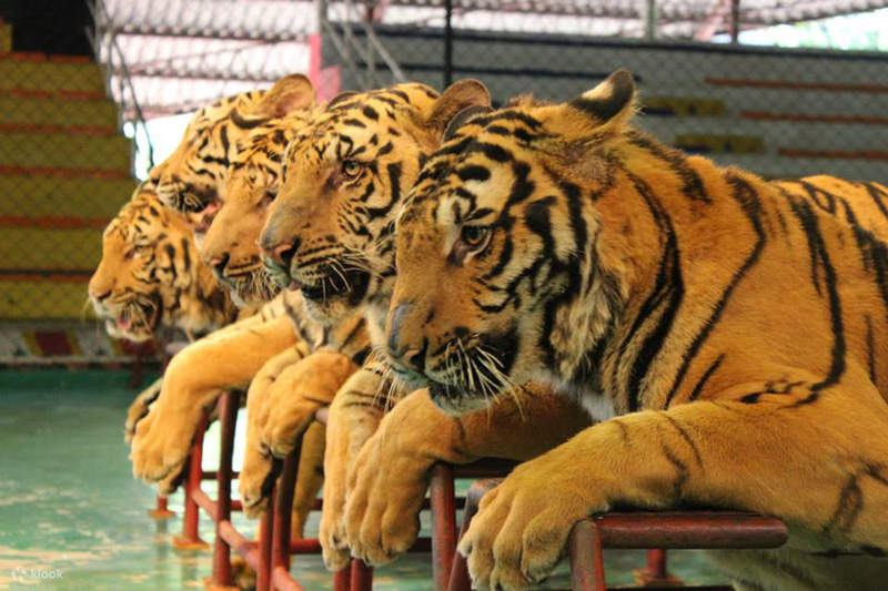 Sriracha Tiger Zoo Entry Ticket for Thai Residents in Pattaya - Klook ...