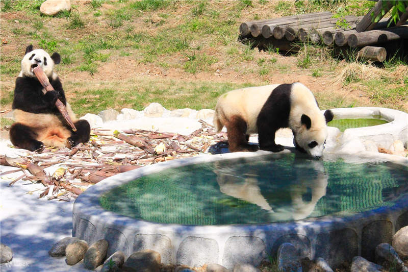Private Xi'an Panda "Qi Zai" One-Day Tour (English and Chinese Speaking ...