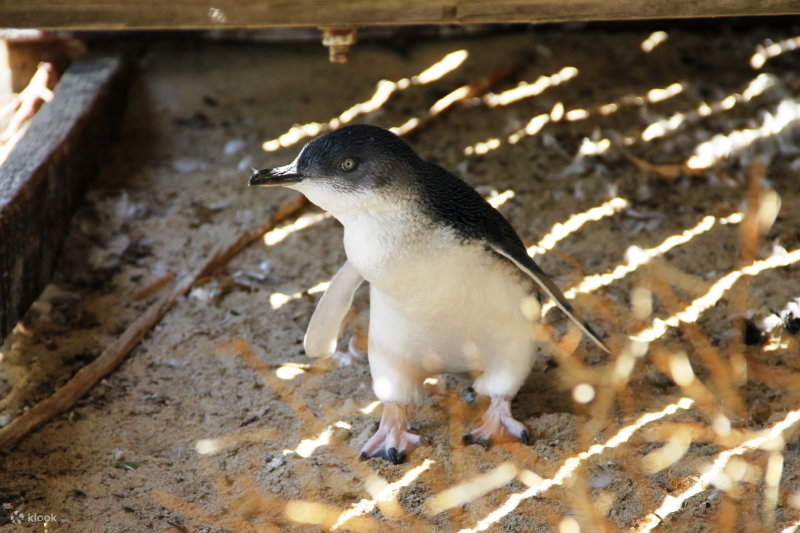 Penguin Island and Seal Island Kayaking Tour in Perth - Klook
