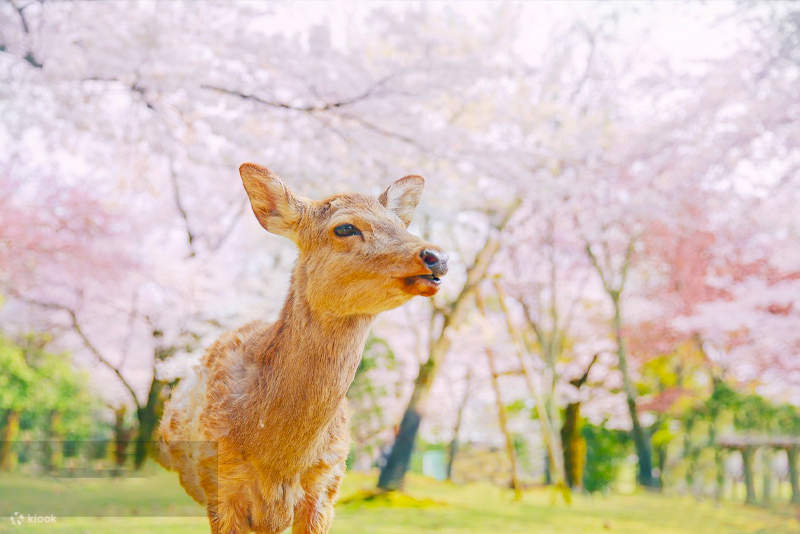 Chuyến tham quan một ngày đến Đền Kiyomizu, Đền Fushimi Inari Taisha và ...