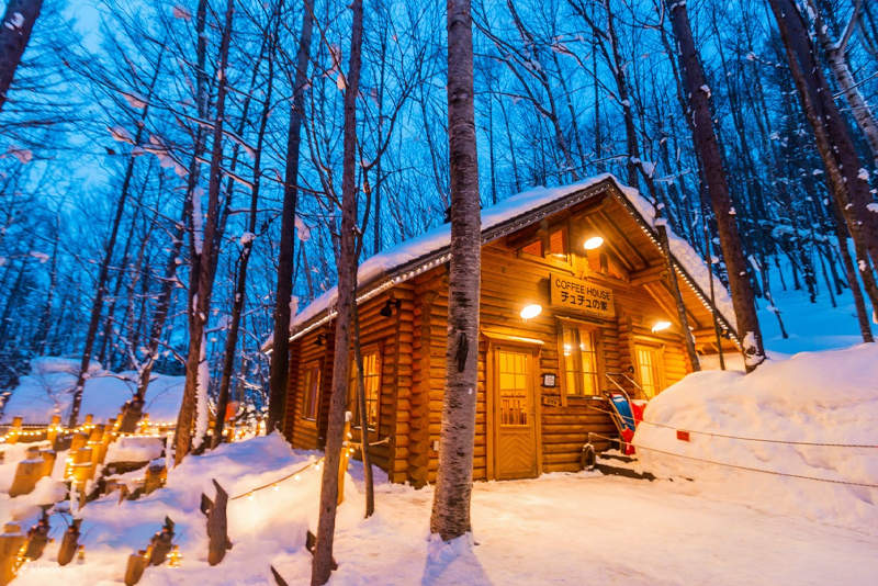 One-day tour to Asahiyama Zoo, Shikisai-no-Oka, Internet celebrity tree ...