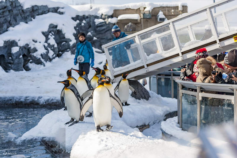 One-day tour to Asahiyama Zoo, Shikisai-no-Oka, Internet celebrity tree ...