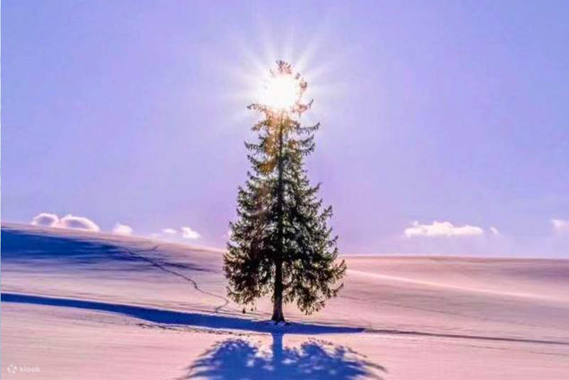 Asahikawa Zoo & Instagram-worthy Biei Tree & Shirahige Falls & Ningle ...