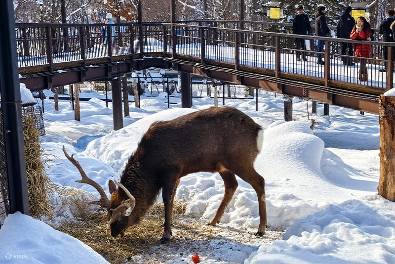One-day tour to Asahiyama Zoo, Shikisai-no-Oka, Internet celebrity tree ...