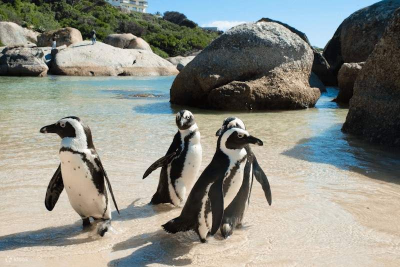 Cape Point and Penguin Join In Day Landmark Tour - Klook Singapore