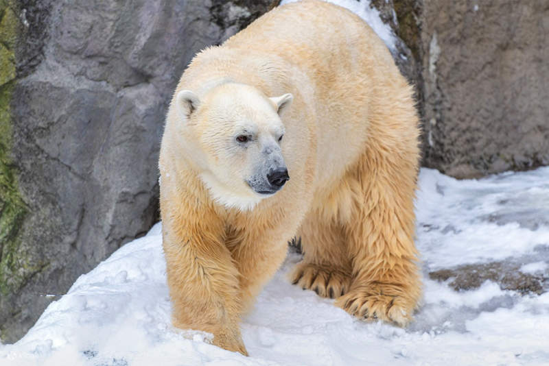 One-day tour to Asahiyama Zoo, Shikisai-no-Oka, Internet celebrity tree ...
