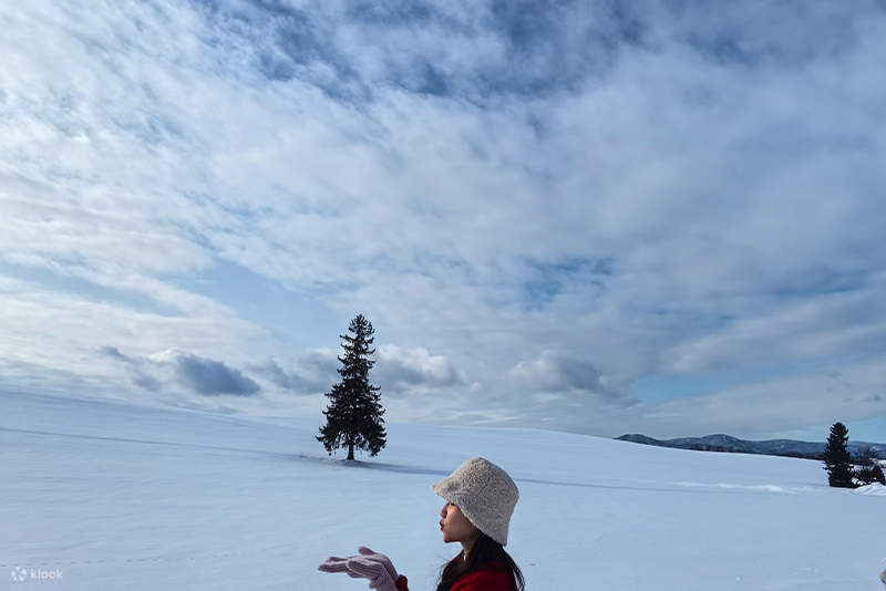 Asahikawa Zoo & Biei Instagram-worthy Tree & Shirogane Falls & Ningle ...