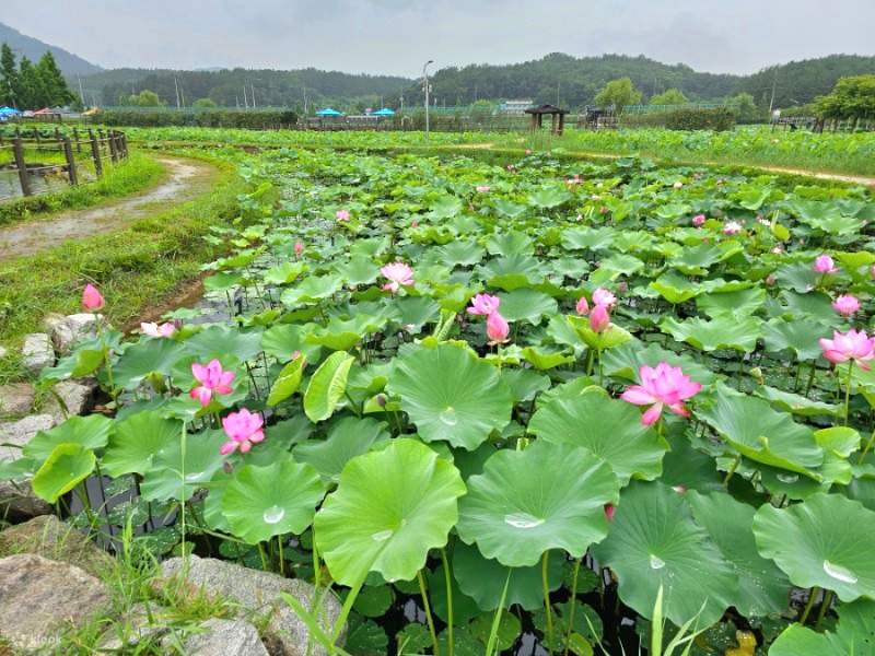 Lotus Park and Sunflower Field Tour - Klook United Kingdom