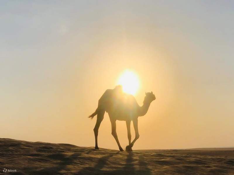 4 Hour desert safari Join In Landmark Tour from Doha - Klook