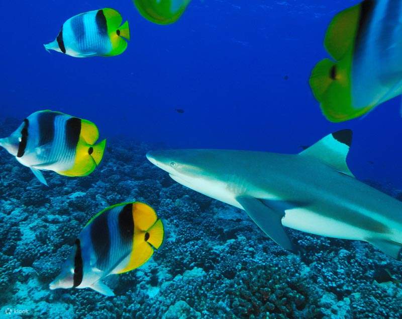 Bora Bora Island Land and Sea Combo Experience - Klook