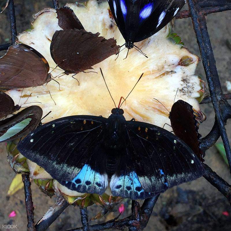 Entopia Butterfly Park Discount Tickets in Penang, Malaysia - Klook