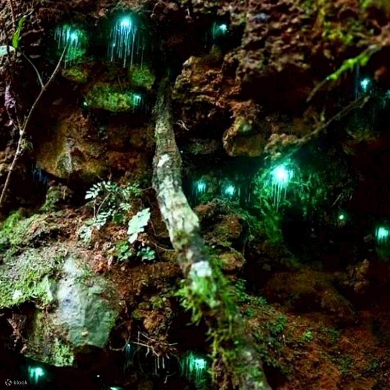 Mount Tamborine Glow Worm Night Tour from Gold Coast, Australia - Klook ...