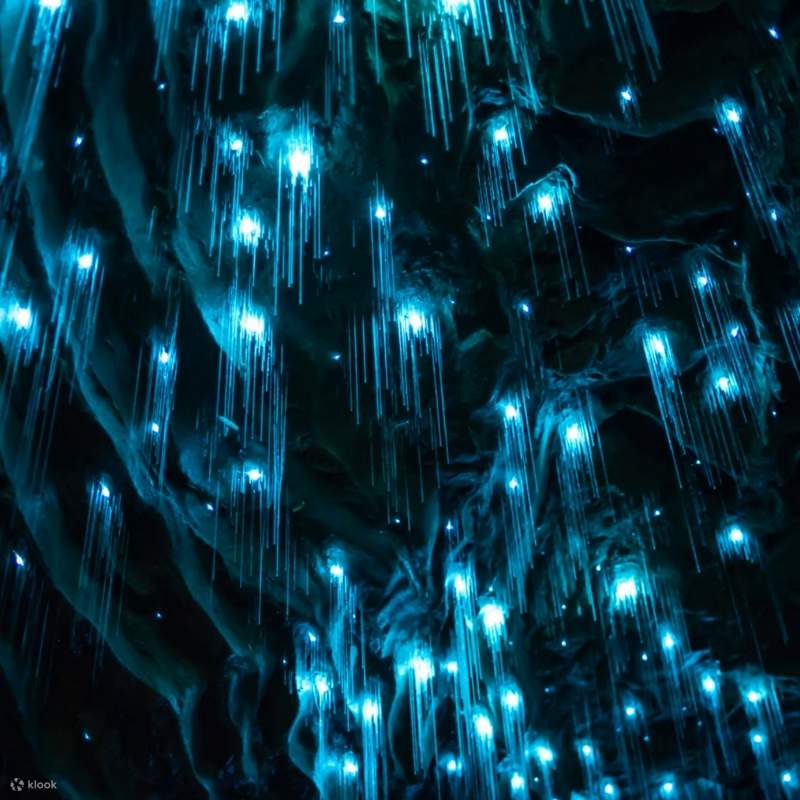 Springbrook National Park Glow Worm Night Tour, Gold Coast, Australia ...