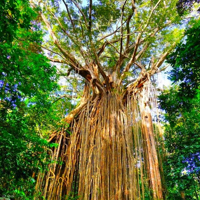 Cairns Kangaroo Valley & Paronella Park Sky City Day Trip - Klook ...