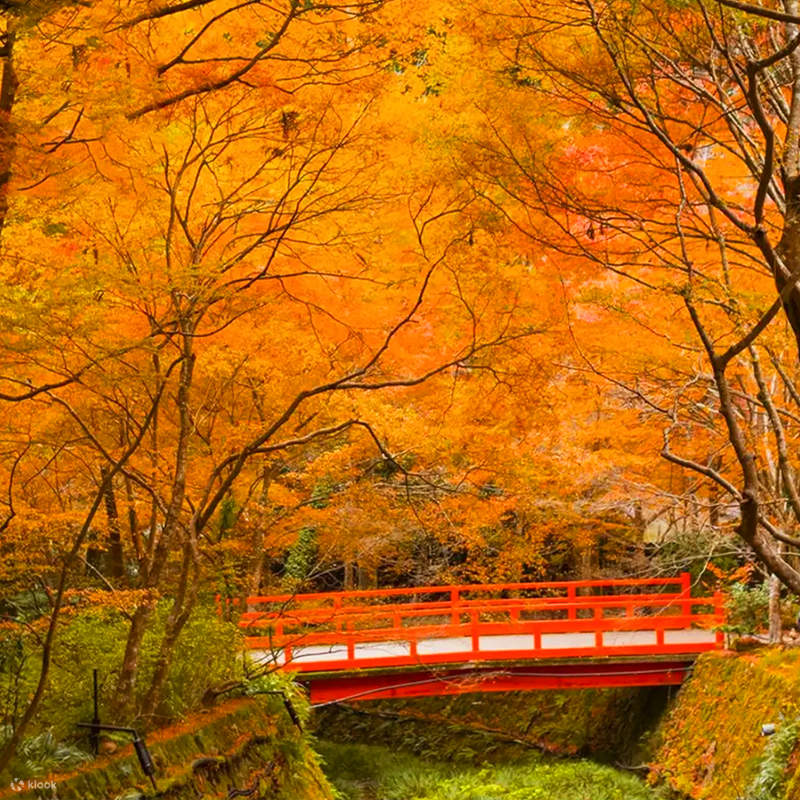 Kyoto Sanzen-in Temple & Arashiyama Train & Sagano Bamboo Forest Trail ...