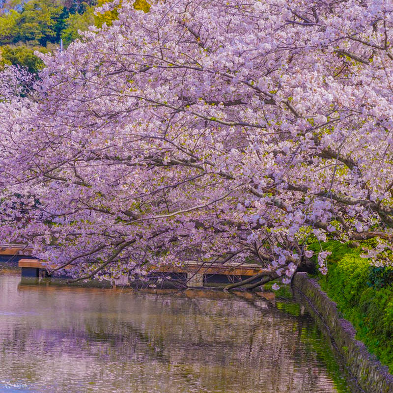 [One-day tour in Kamakura] Kamakura High School, Kamakura Buddha, and ...