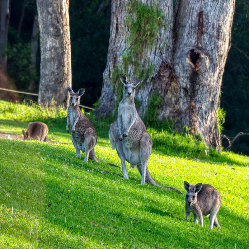 Cairns Kangaroo Valley & Paronella Park Sky City Day Trip - Klook