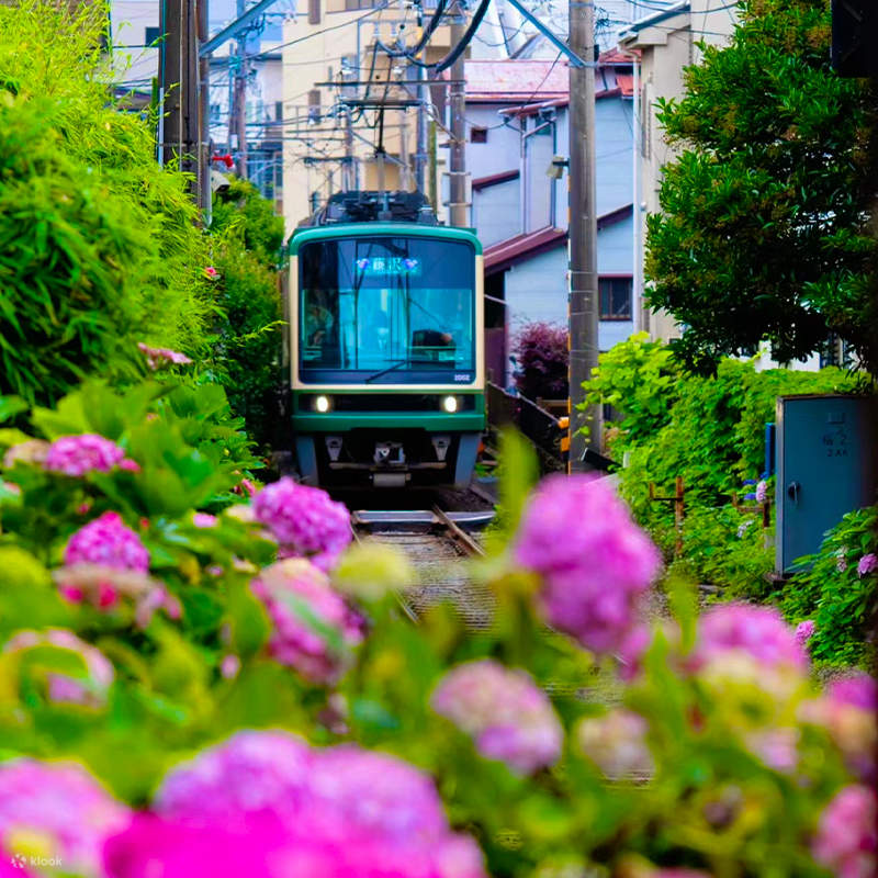 [Tour ngắm hoa cẩm tú cầu Kamakura] Đền Kamakura Hasedera & Trải nghiệm ...