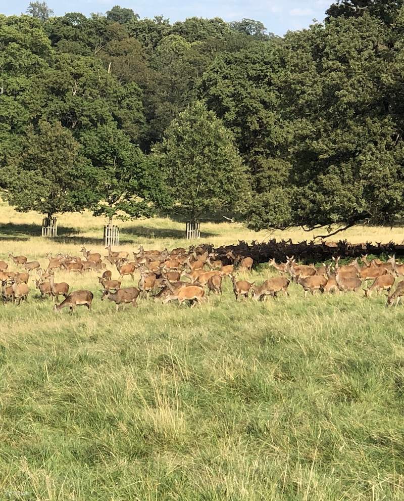 Windsor: Self-guided Windsor Walk with mobile app - Klook