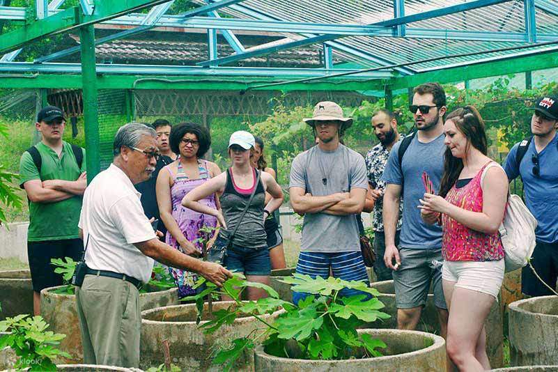 Sertai Lawatan Berjalan Kaki ke Penang Tropical Fruit Farm - Klook ...