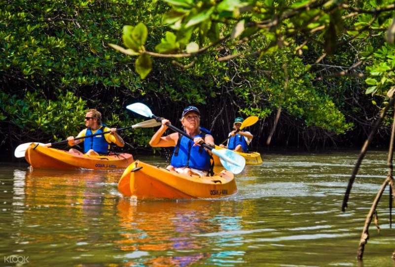 [SALE] Kayak Through Havelock Island's Mangrove Forests in Andaman ...