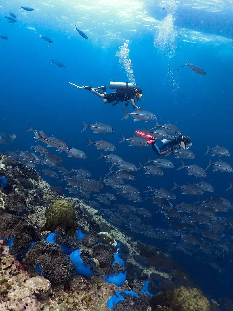 Dive Tour Sail Rock in Koh Samui with PADI 5 Star Dive Center - Klook