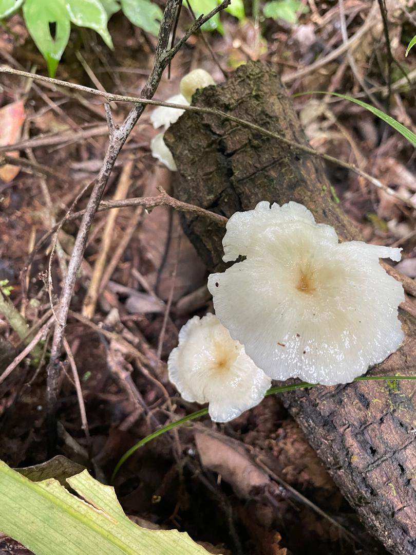 Mossy Forest Trekking with Stay & Breakfast in Cameron Highlands ...