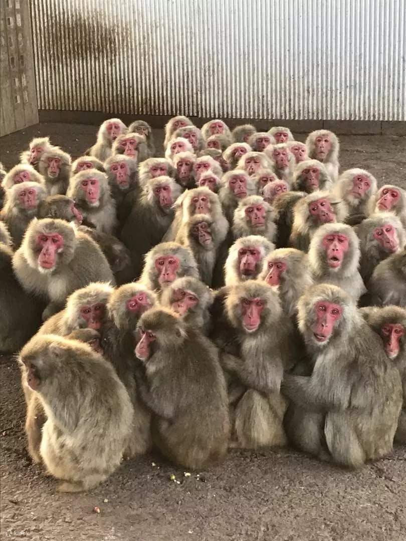 Shodoshima Choshi Gorge Natural Zoo Monkey Country - Klook