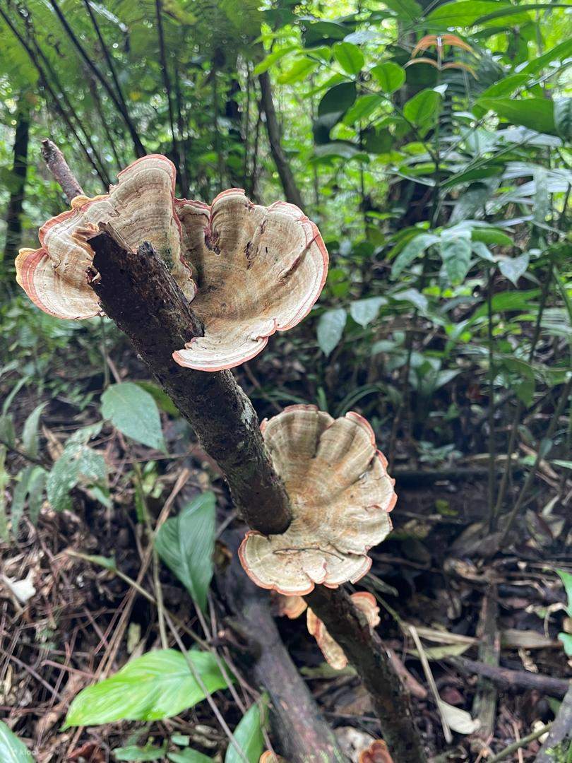 Mossy Forest Trekking with Stay & Breakfast in Cameron Highlands ...
