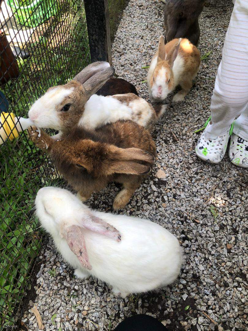 Explore Penang Island and Leisure Farm Experience - Klook United States