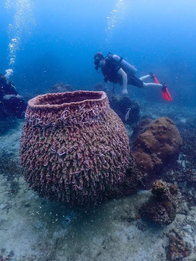 Dive Tour Sail Rock in Koh Samui with PADI 5 Star Dive Center - Klook