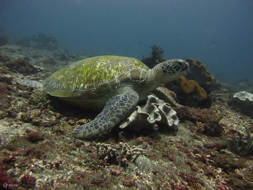 Experience Unforgettable Snorkeling at Padang Bai with PADI 5 Star Dive ...