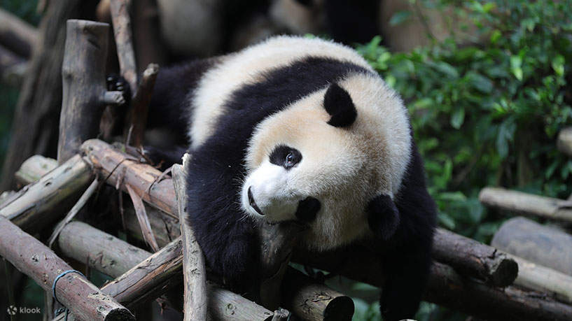 Chengdu Panda Base + Kuanzhai Alley/People's Park/Jinli Ancient Street ...